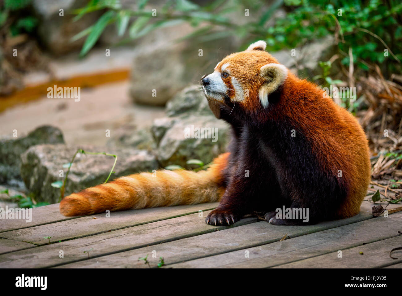 Red panda (lesser panda Stock Photo - Alamy