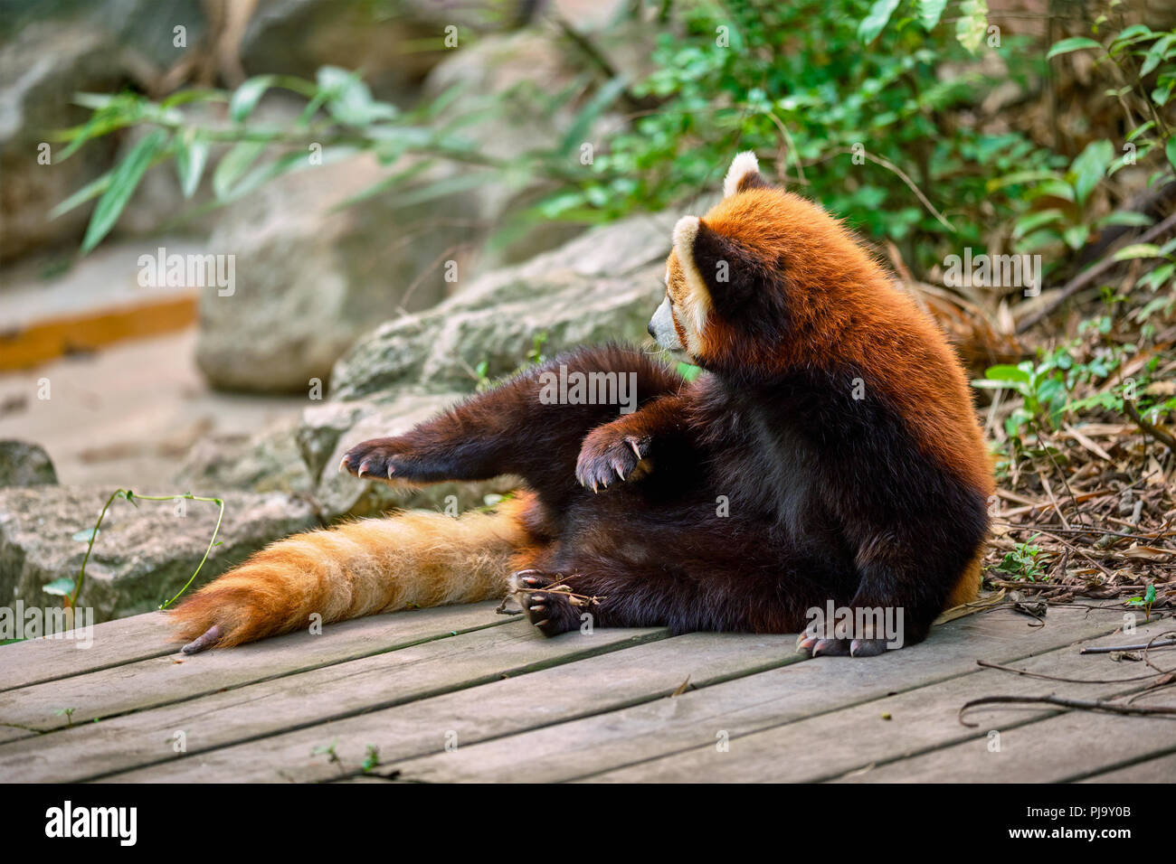 Red panda (lesser panda Stock Photo - Alamy