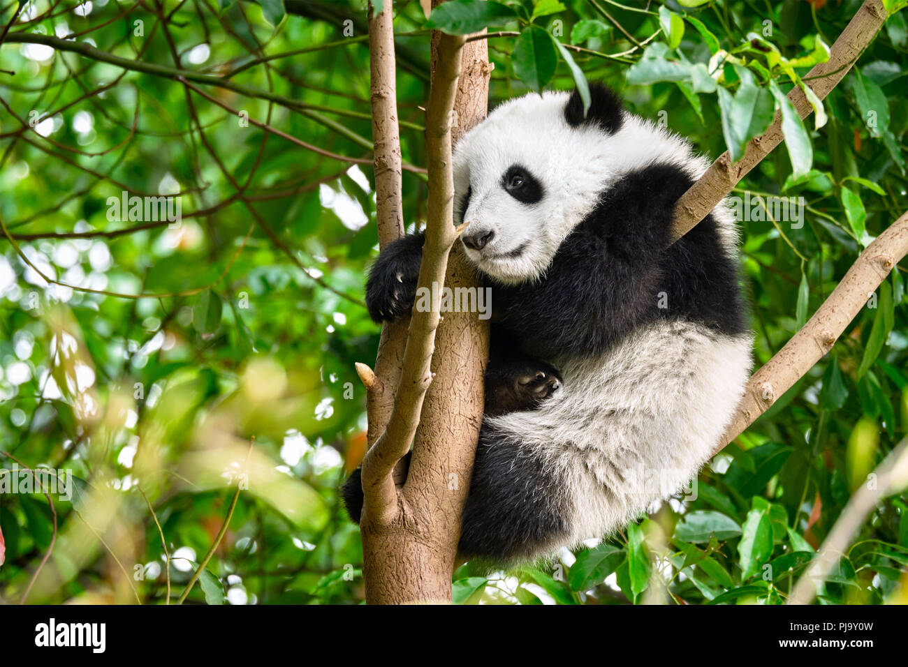 Giant panda bear in China Stock Photo - Alamy