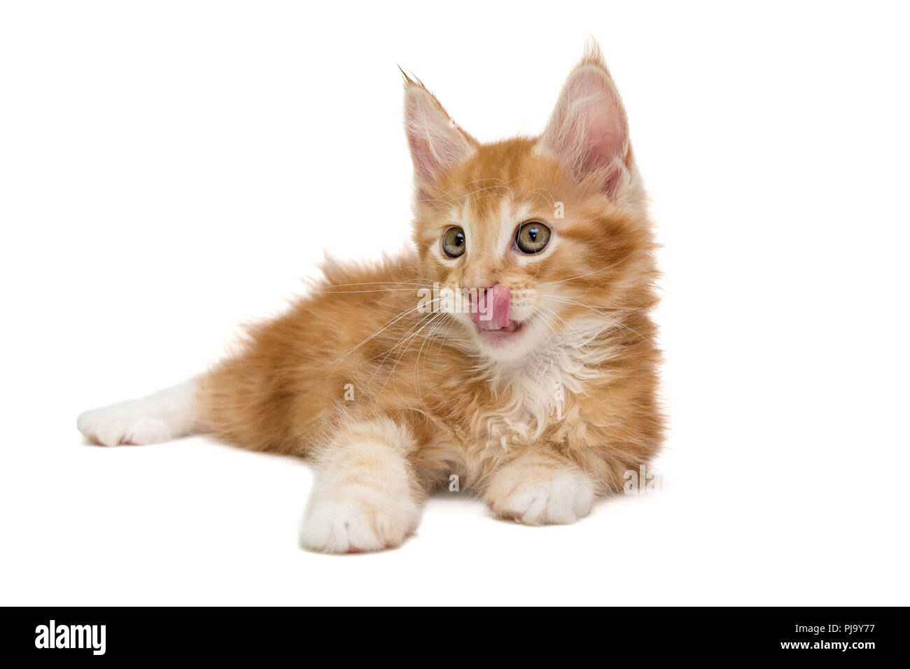Small Maine Coon kitten, isolated on white background Stock Photo - Alamy