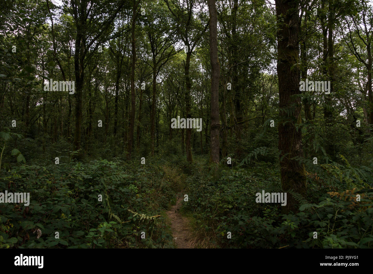 Savernake Forest, Wiltshire Stock Photo - Alamy