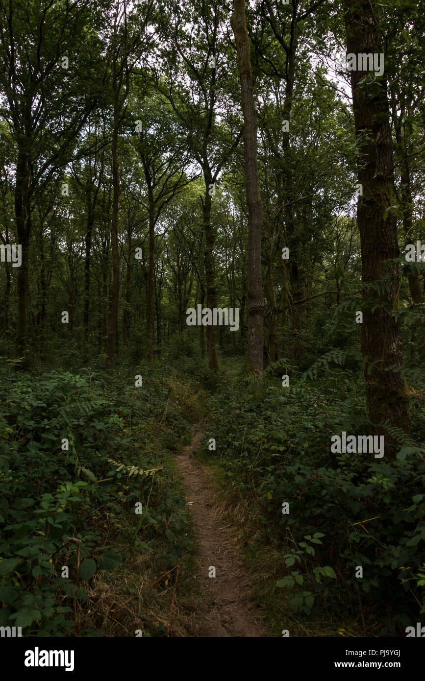 Savernake Forest, Wiltshire Stock Photo - Alamy