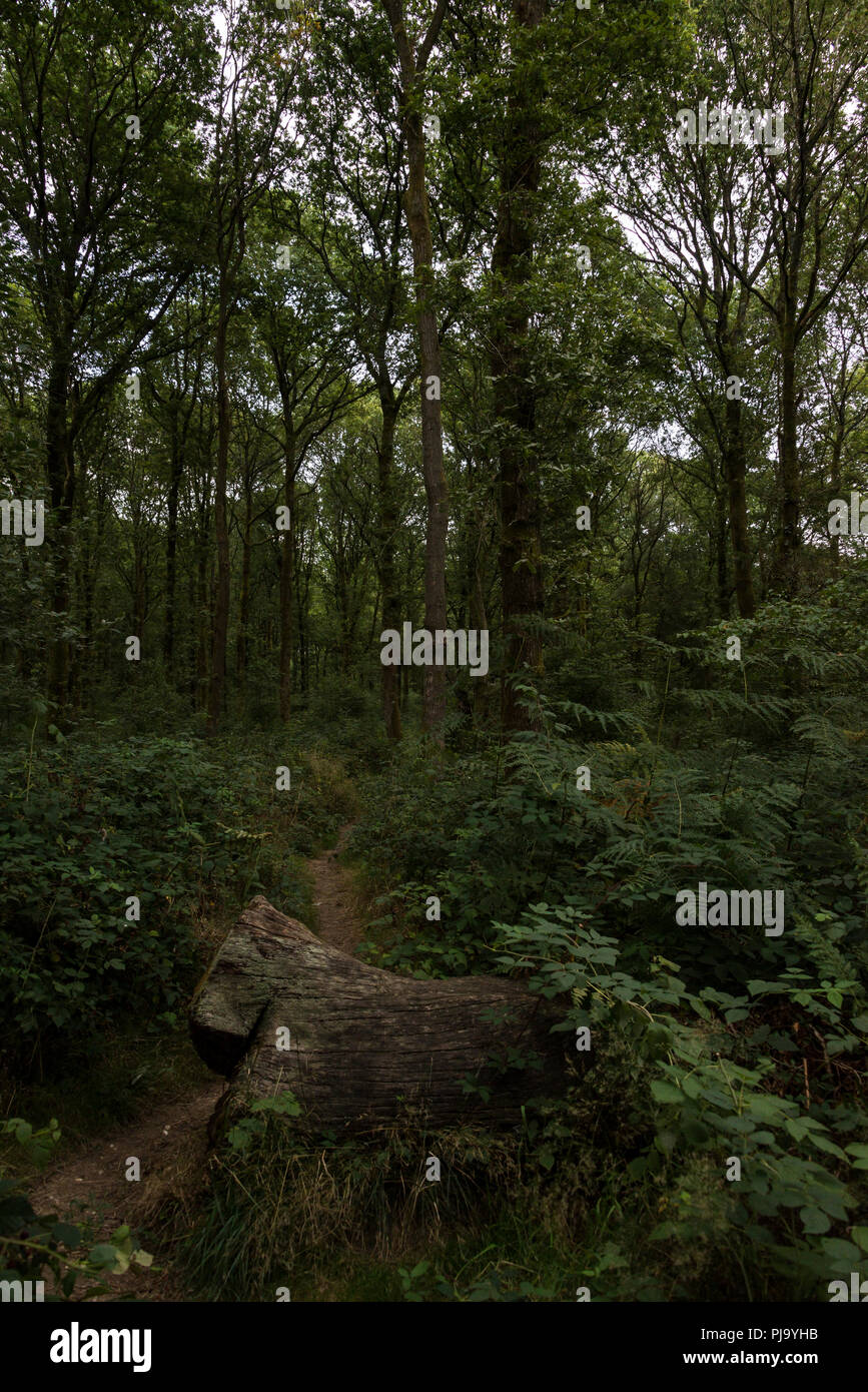 Savernake path hi-res stock photography and images - Alamy