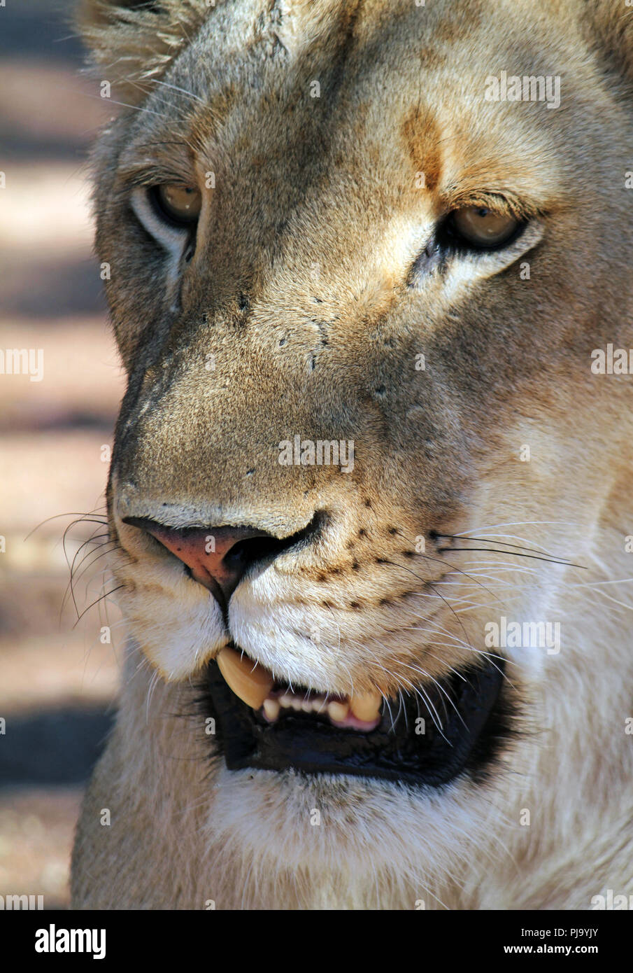 Lion in the shade hi-res stock photography and images - Alamy