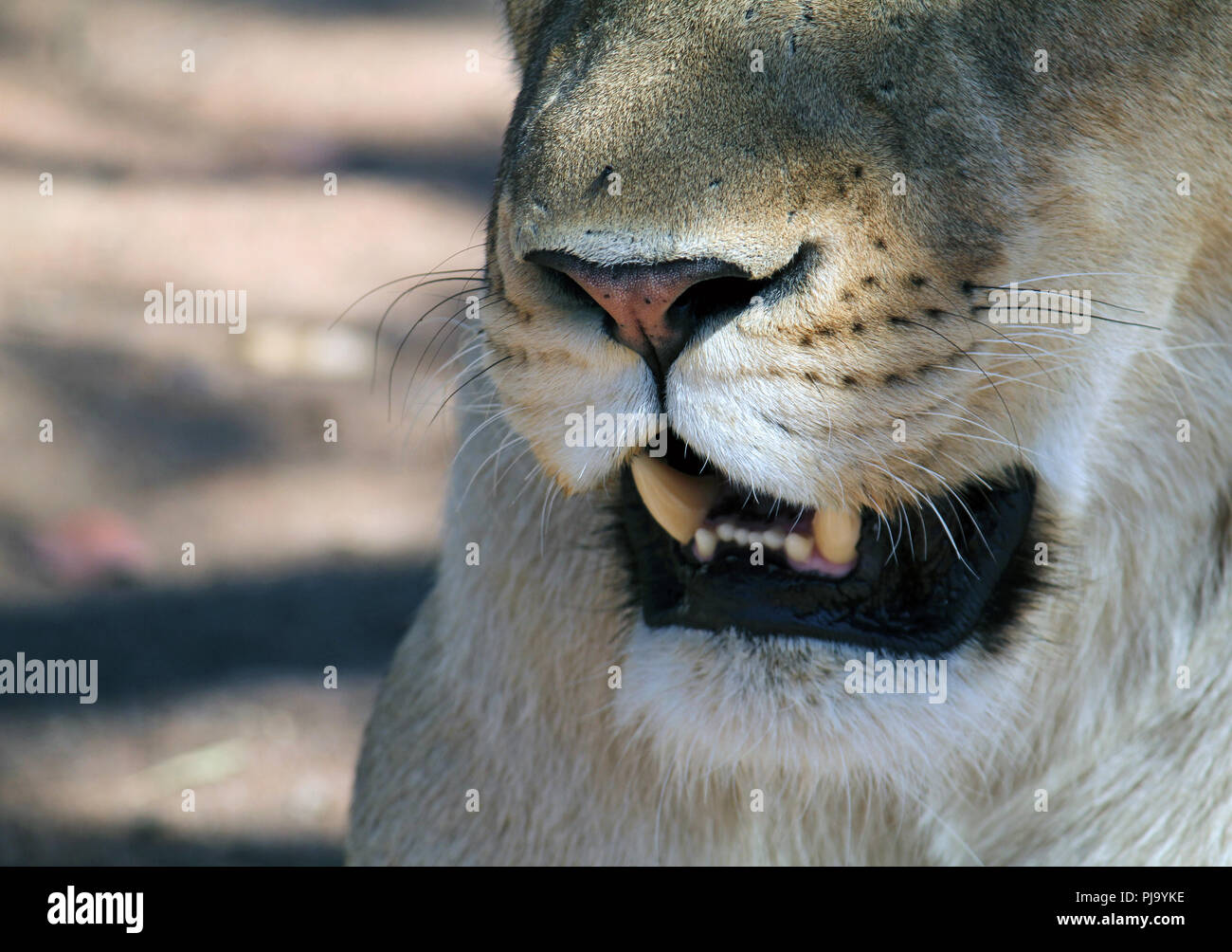 Lion in the shade hi-res stock photography and images - Alamy
