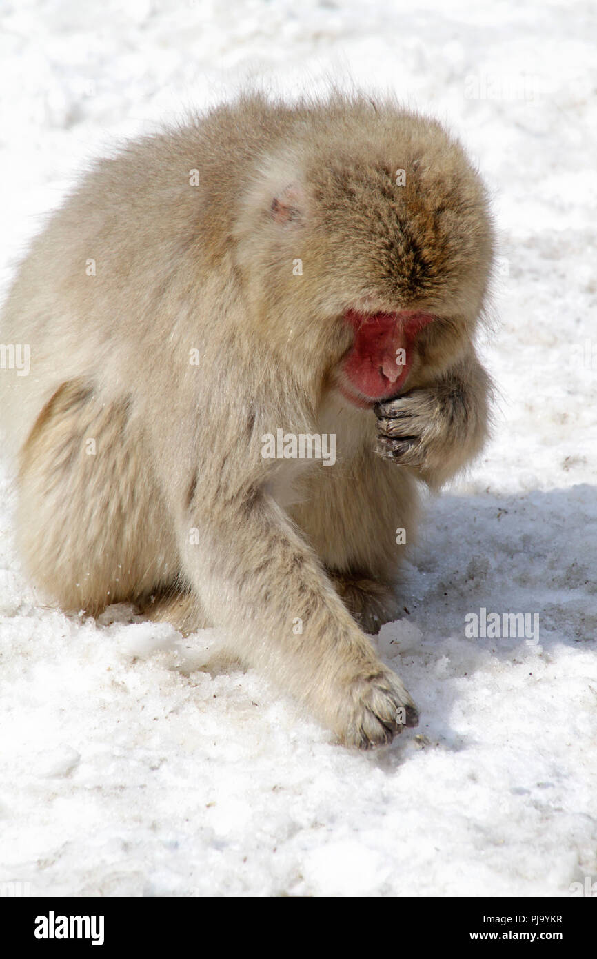 Japanese monkey snowball hi-res stock photography and images - Alamy