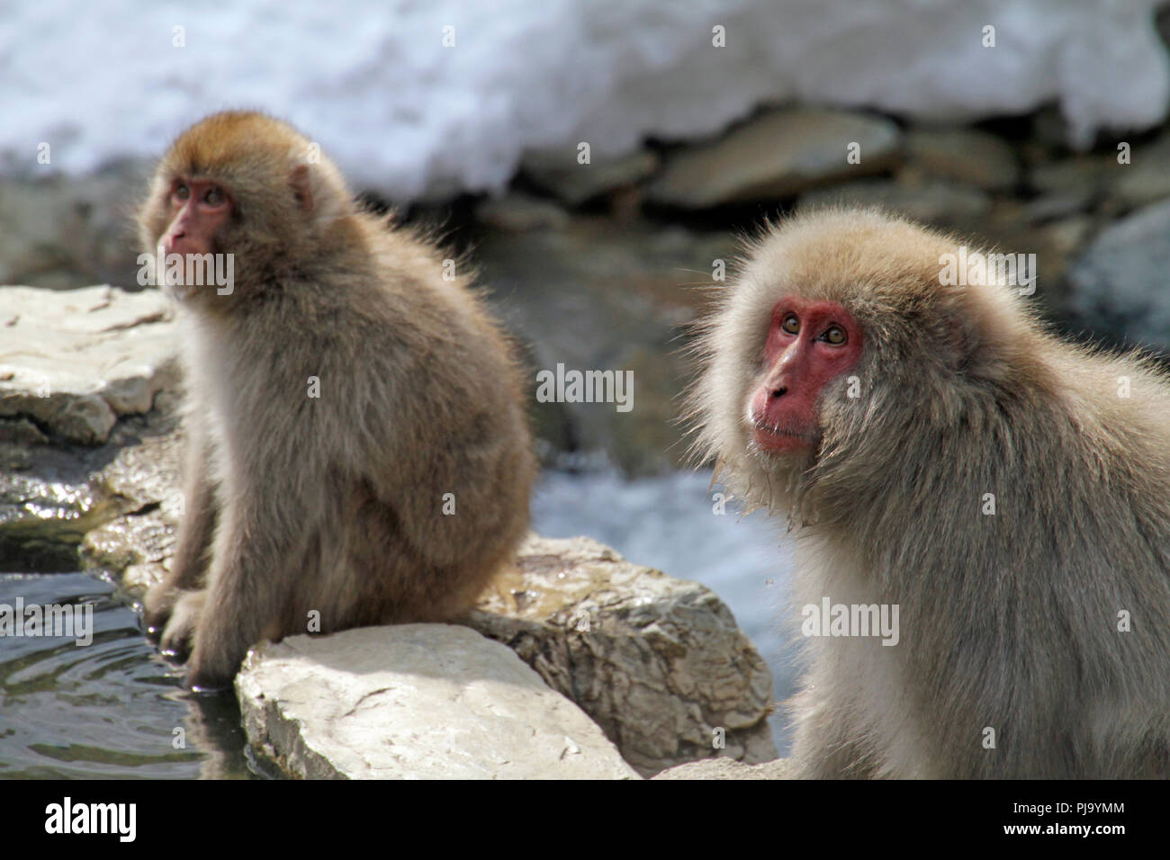 Japanese monkey snowball hi-res stock photography and images - Alamy