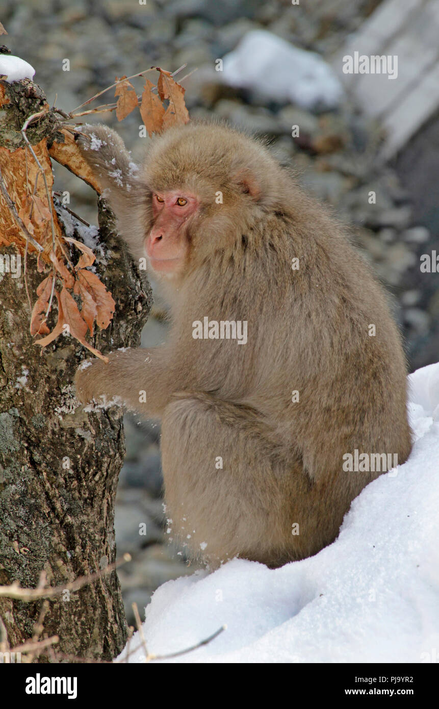 Japanese monkey snowball hi-res stock photography and images - Alamy
