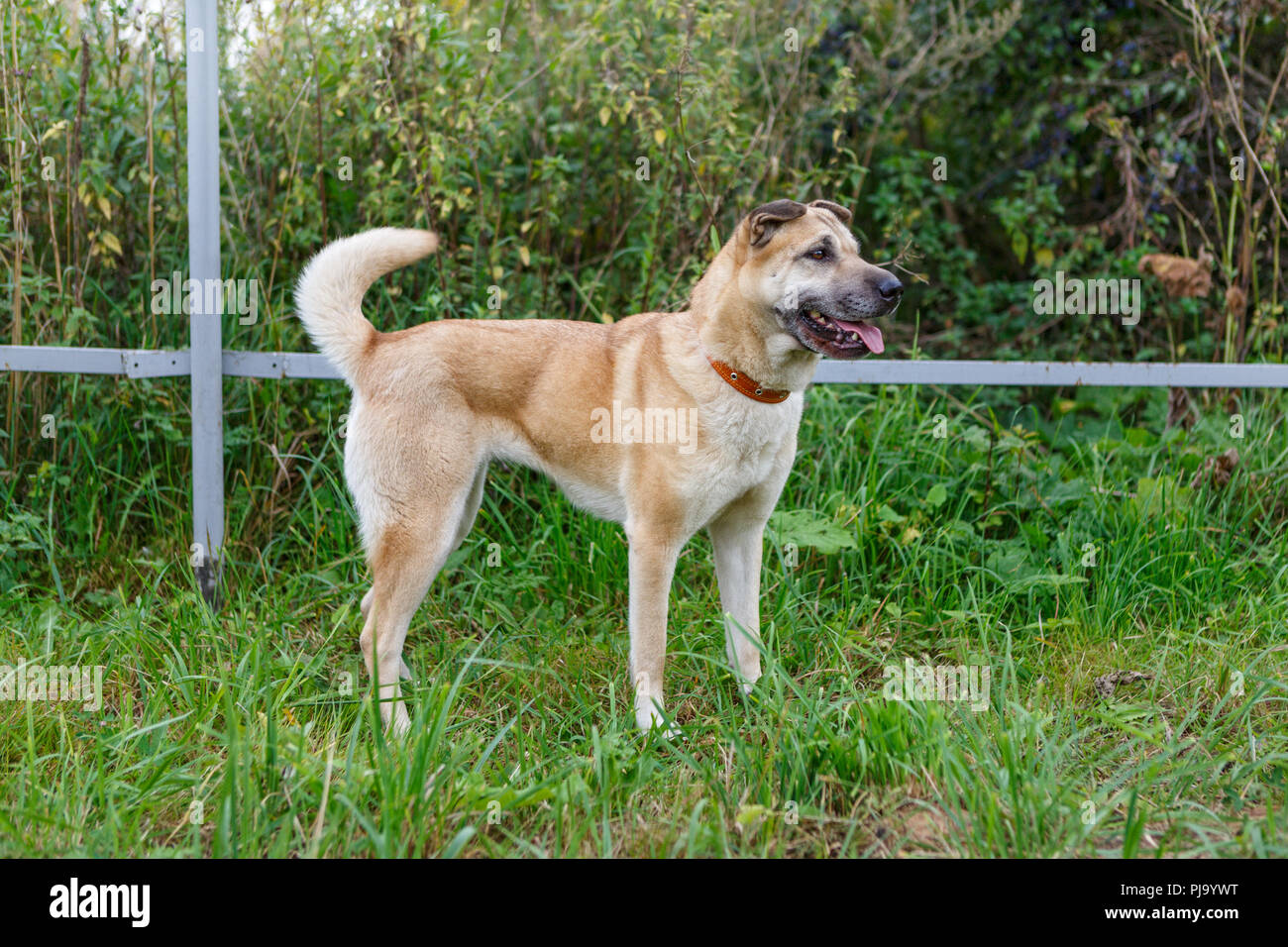 Big, beautiful dog standing on the grass Stock Photo - Alamy