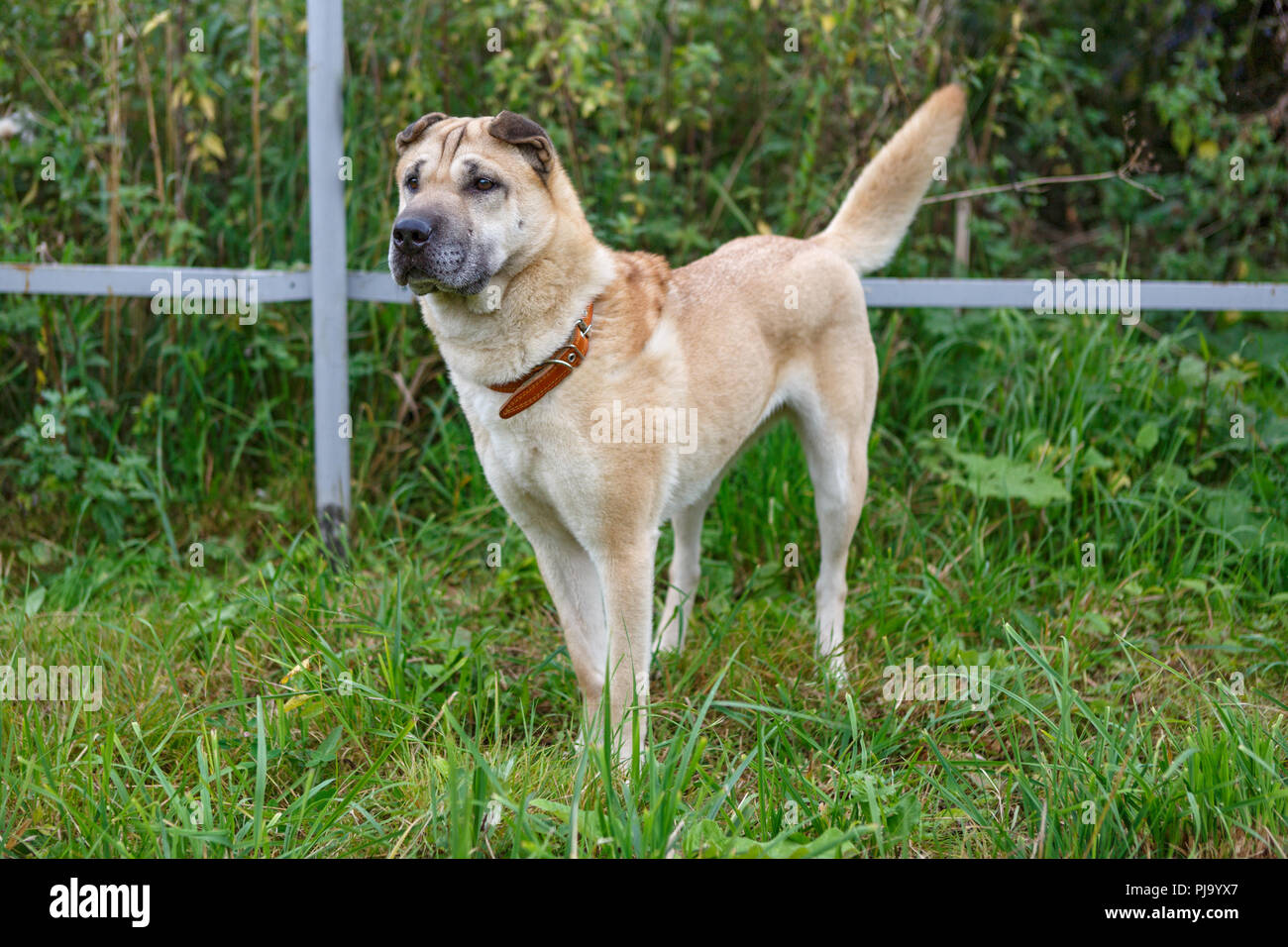 Beautiful big white dog standing hi-res stock photography and images ...