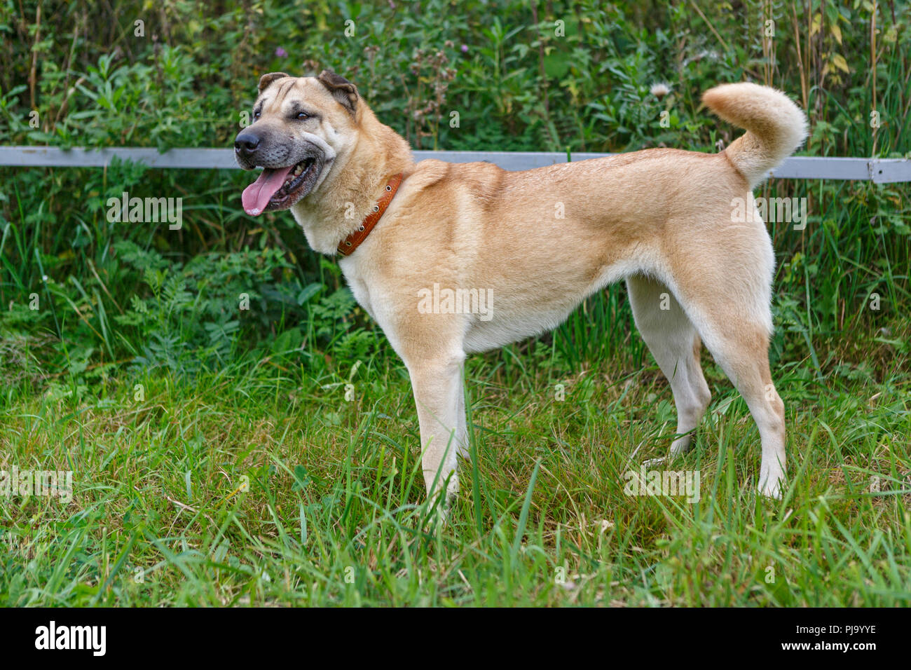Beautiful big white dog standing hi-res stock photography and images ...