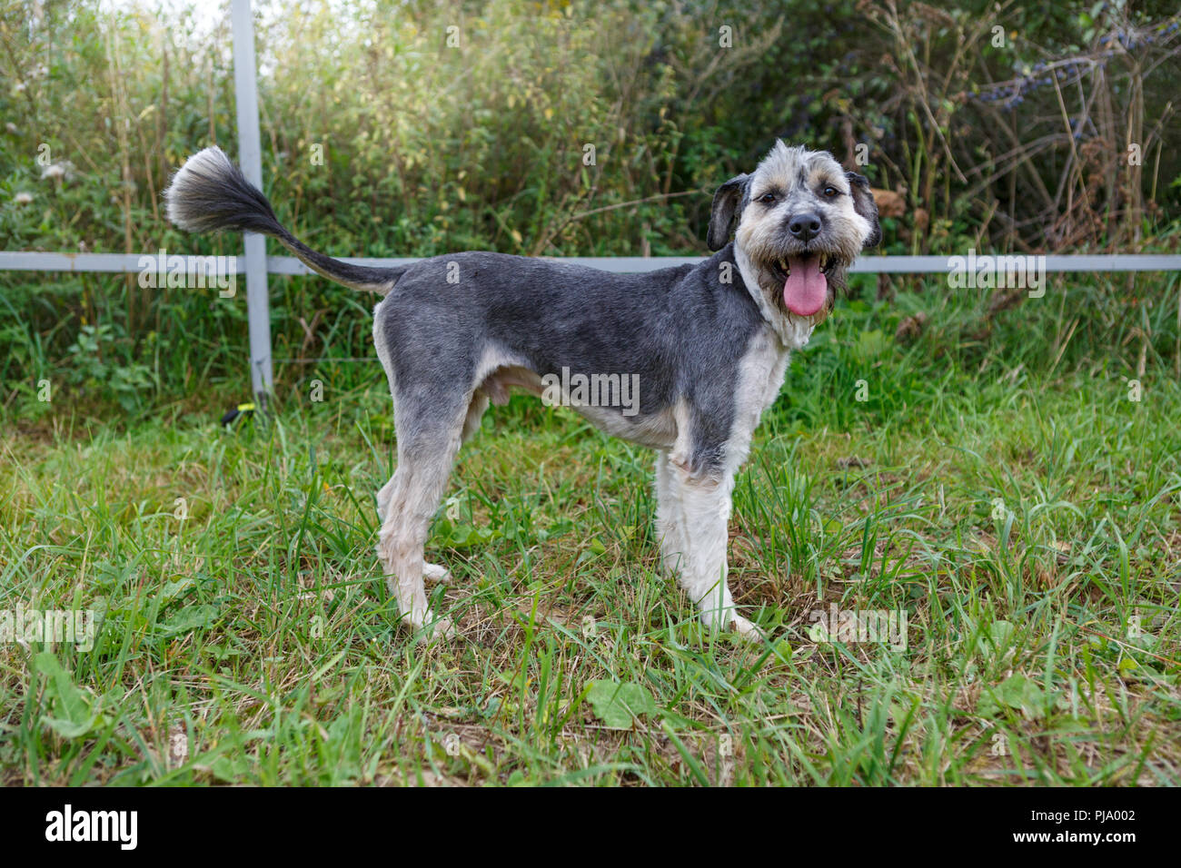 Big dog walking hi-res stock photography and images - Alamy