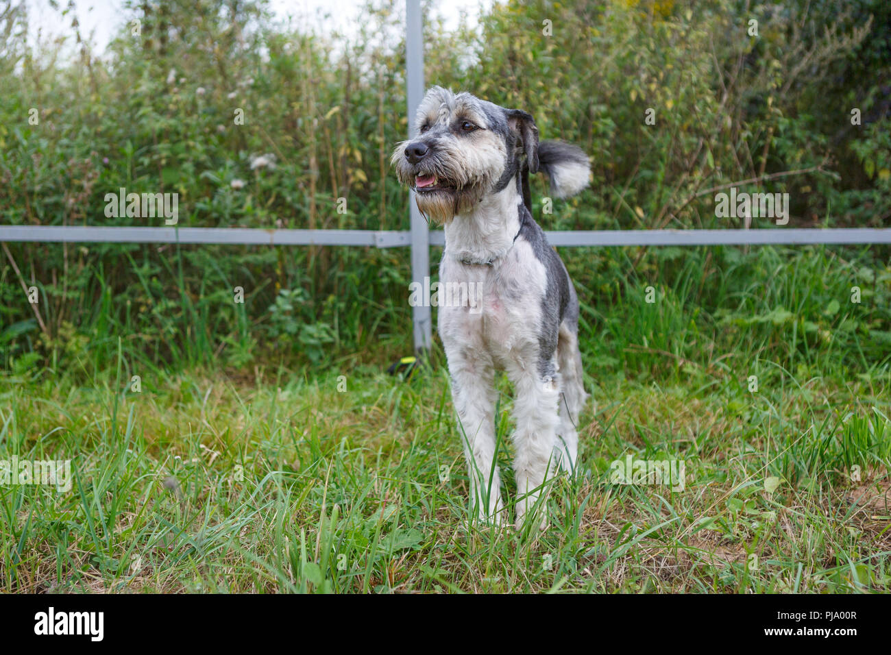 Beautiful big white dog standing hi-res stock photography and images ...