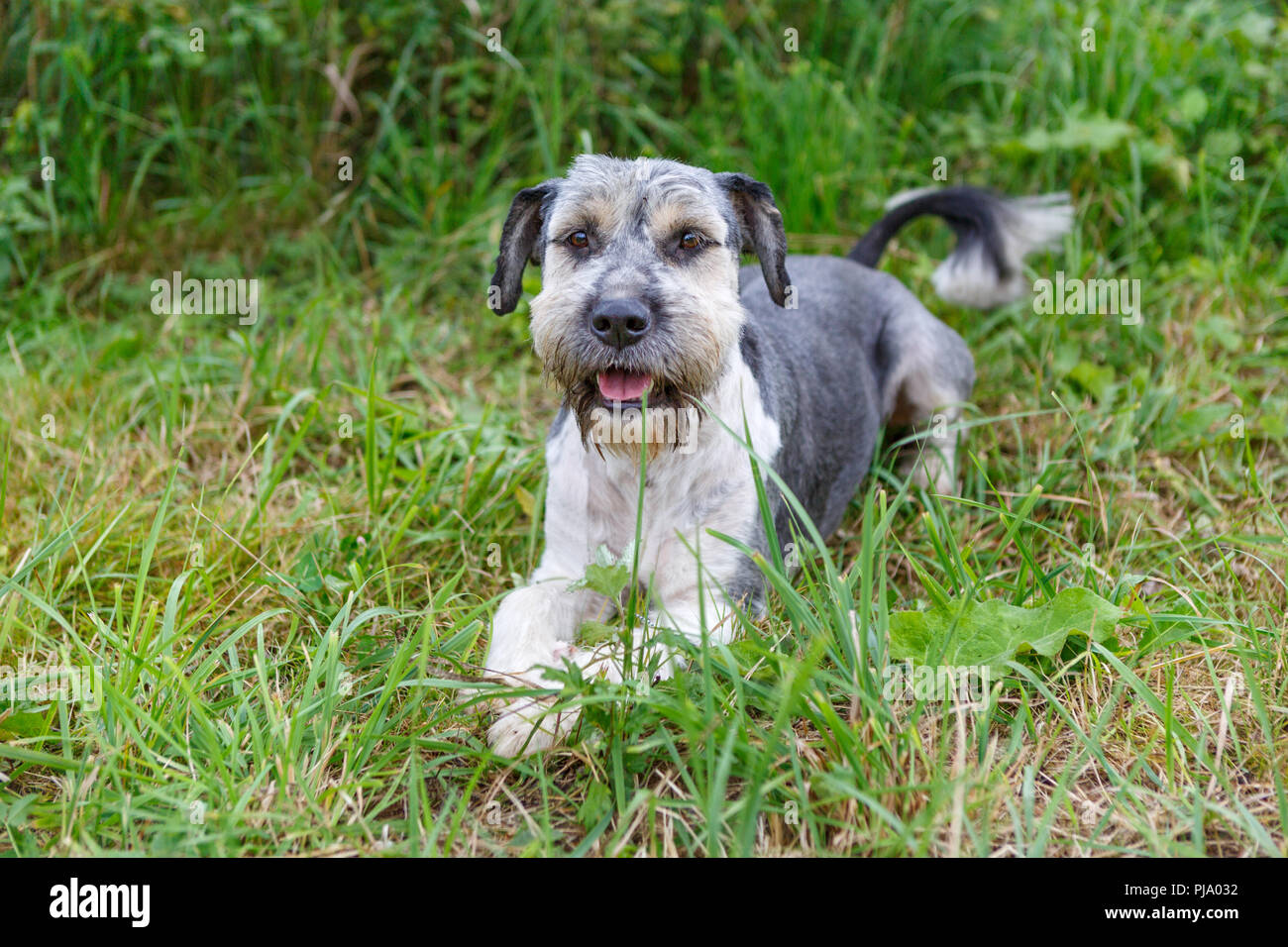 Big, beautiful dog standing on the grass Stock Photo - Alamy