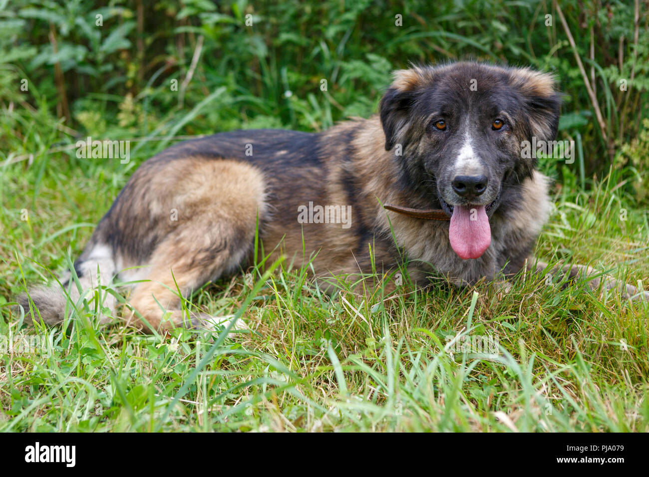 Big, beautiful dog standing on the grass Stock Photo - Alamy