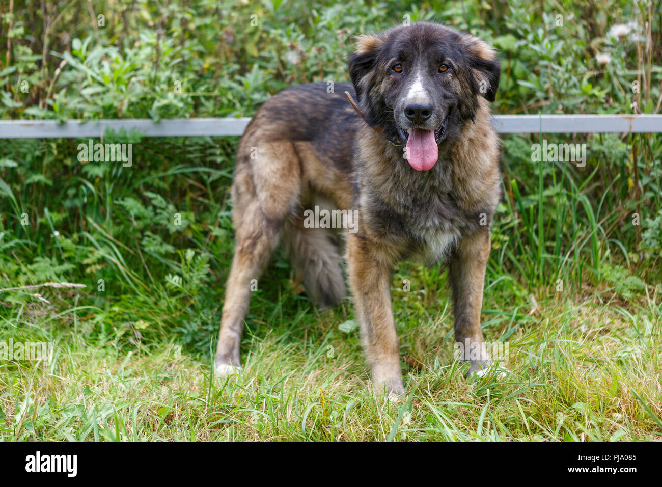 Big, beautiful dog standing on the grass Stock Photo - Alamy