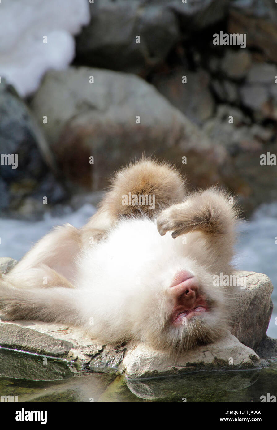 Japanese monkey snowball hi-res stock photography and images - Alamy