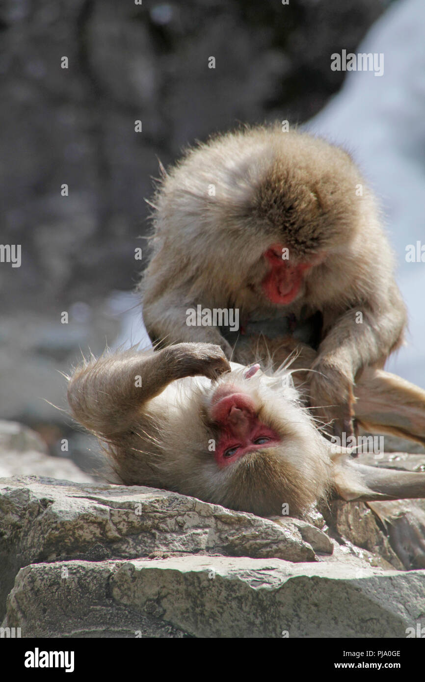 Japanese macaque snowball hi-res stock photography and images - Alamy