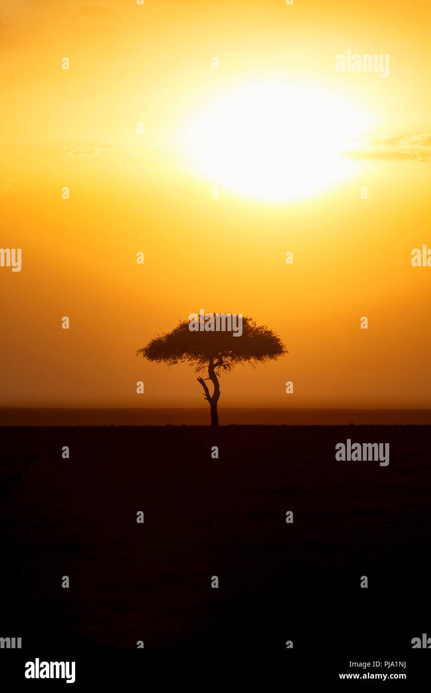 Beautiful romantic sunset with a single tree in silhouette on the ...
