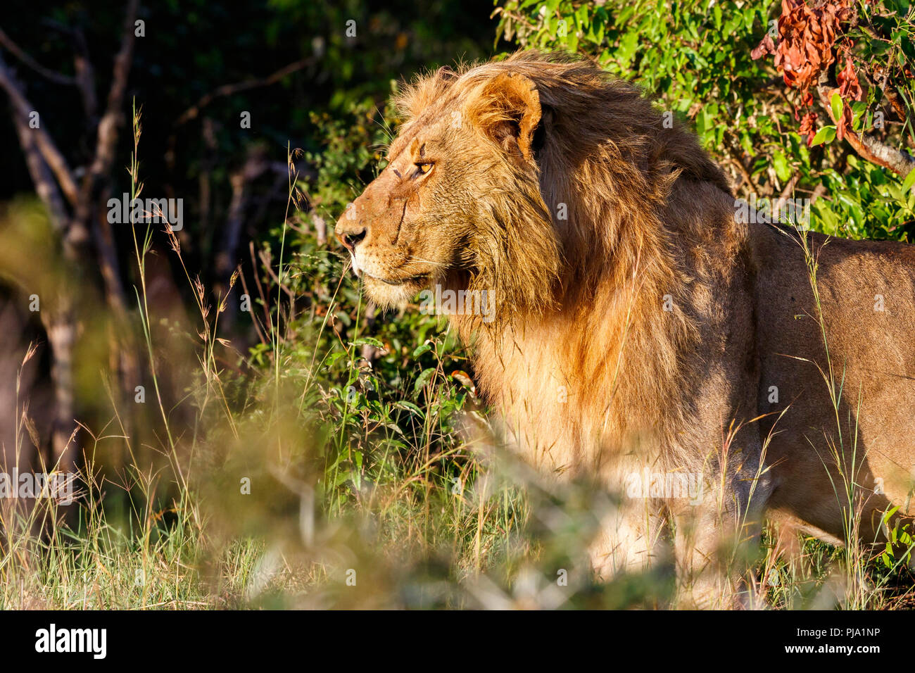 Lion Standing Up High Resolution Stock Photography and Images - Alamy