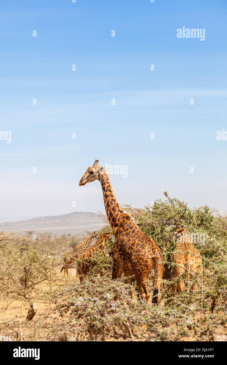 Giraffes in the bushes of trees on the savanna Stock Photo - Alamy