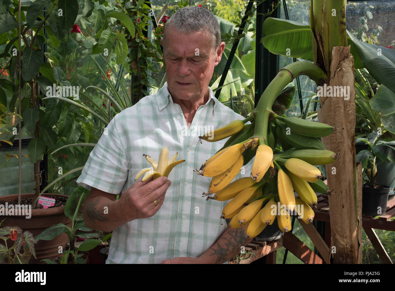 English bananas...home-grown dwarf Orinoco Stock Photo - Alamy