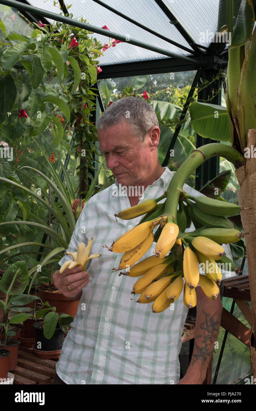 English bananas...home-grown dwarf Orinoco Stock Photo - Alamy