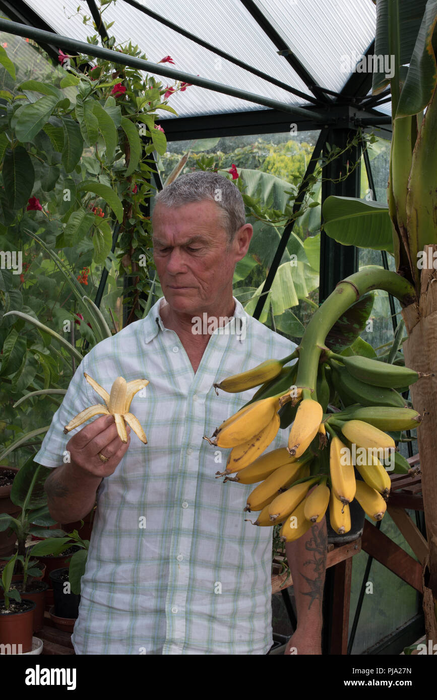 English bananas...home-grown dwarf Orinoco Stock Photo - Alamy