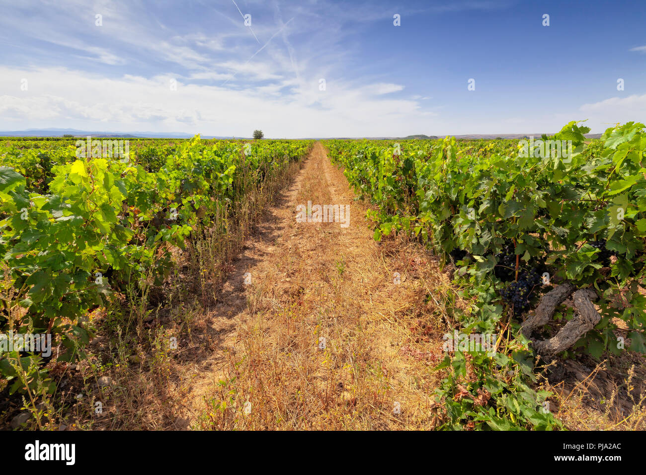 Grape crops dedicated to the elaboration of the famous Rioja wine Stock ...