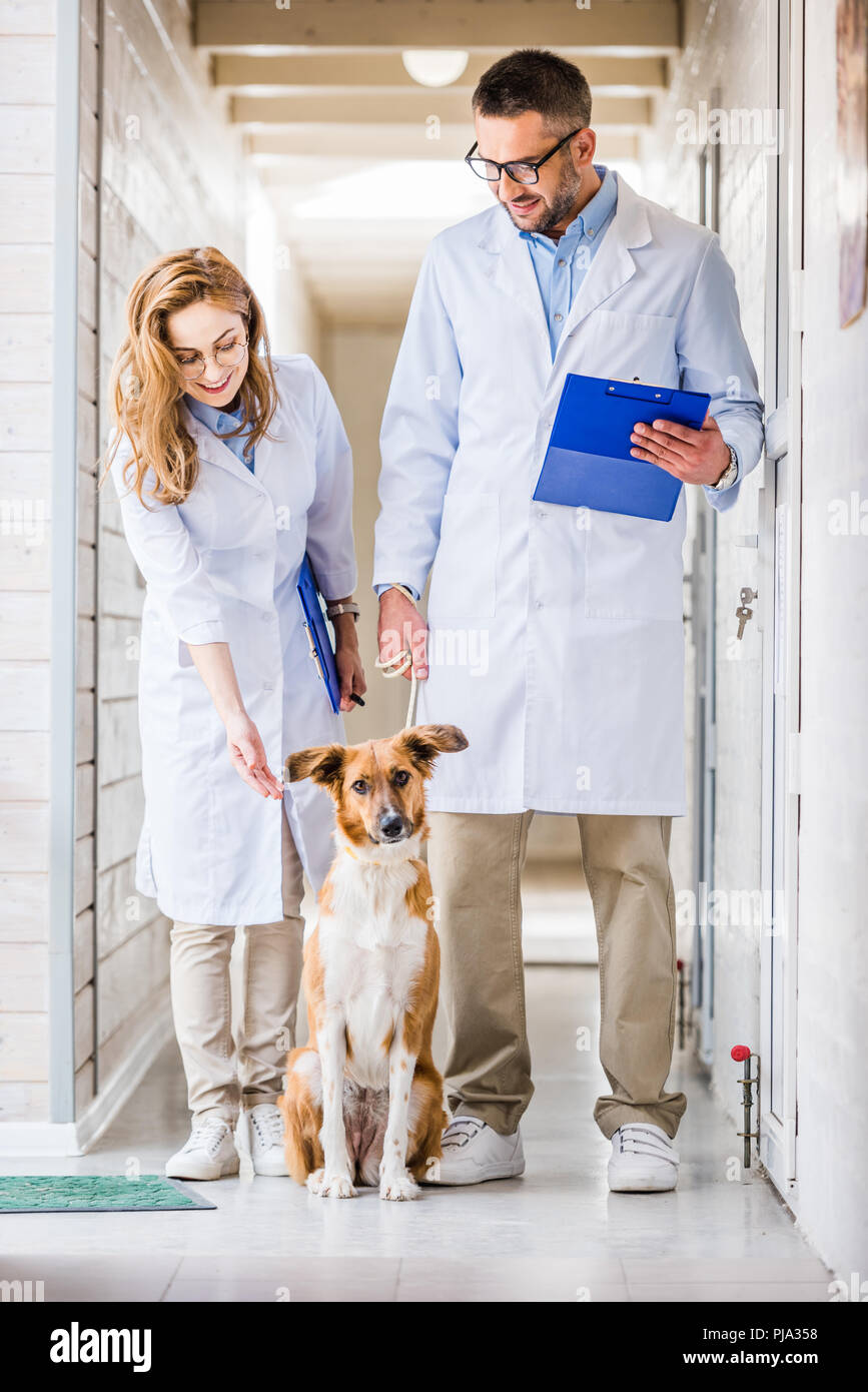 two veterinarians standing with dog in corridor of veterinary clinic ...