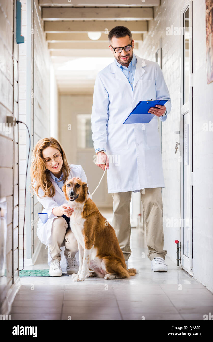 two veterinarians with dog at veterinary clinic Stock Photo - Alamy