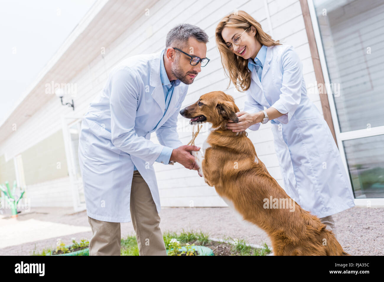 happy veterinarians playing with dog on yard at veterinary clinic Stock ...