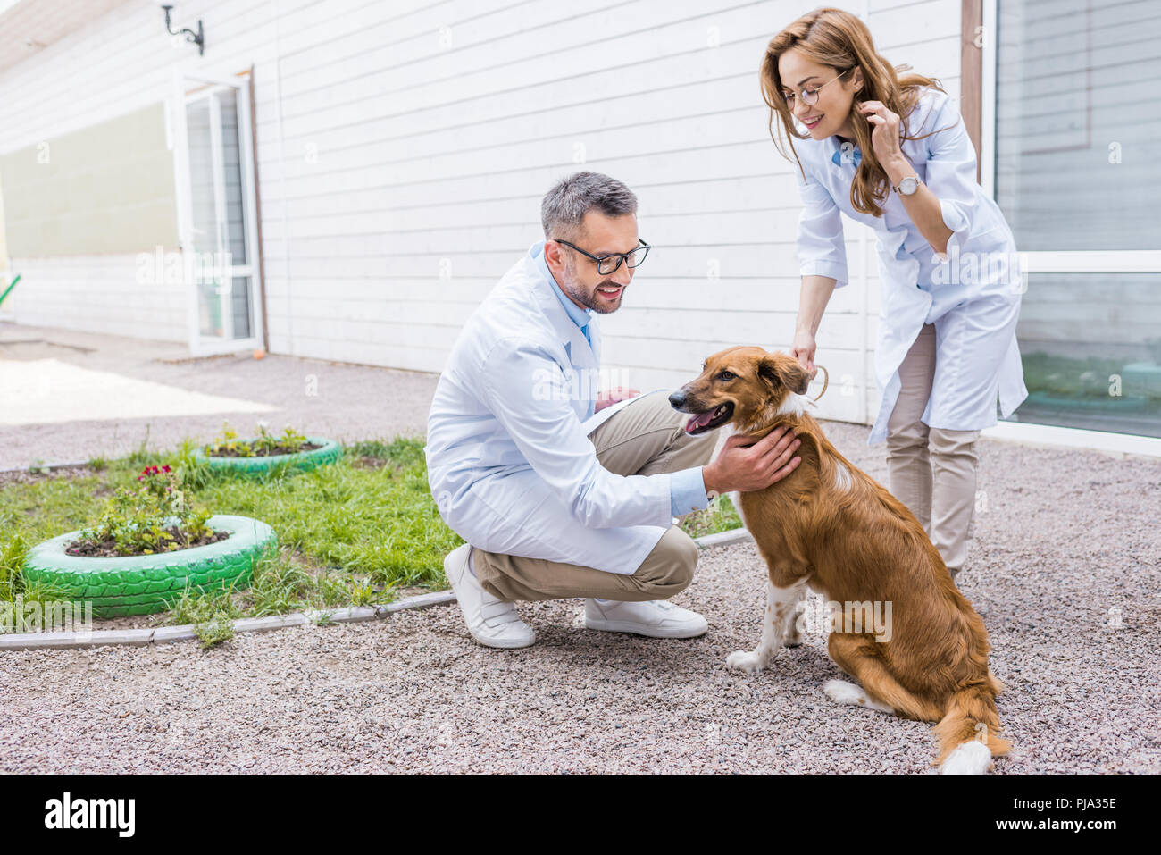 two vets palming dog on yard at veterinary clinic Stock Photo - Alamy