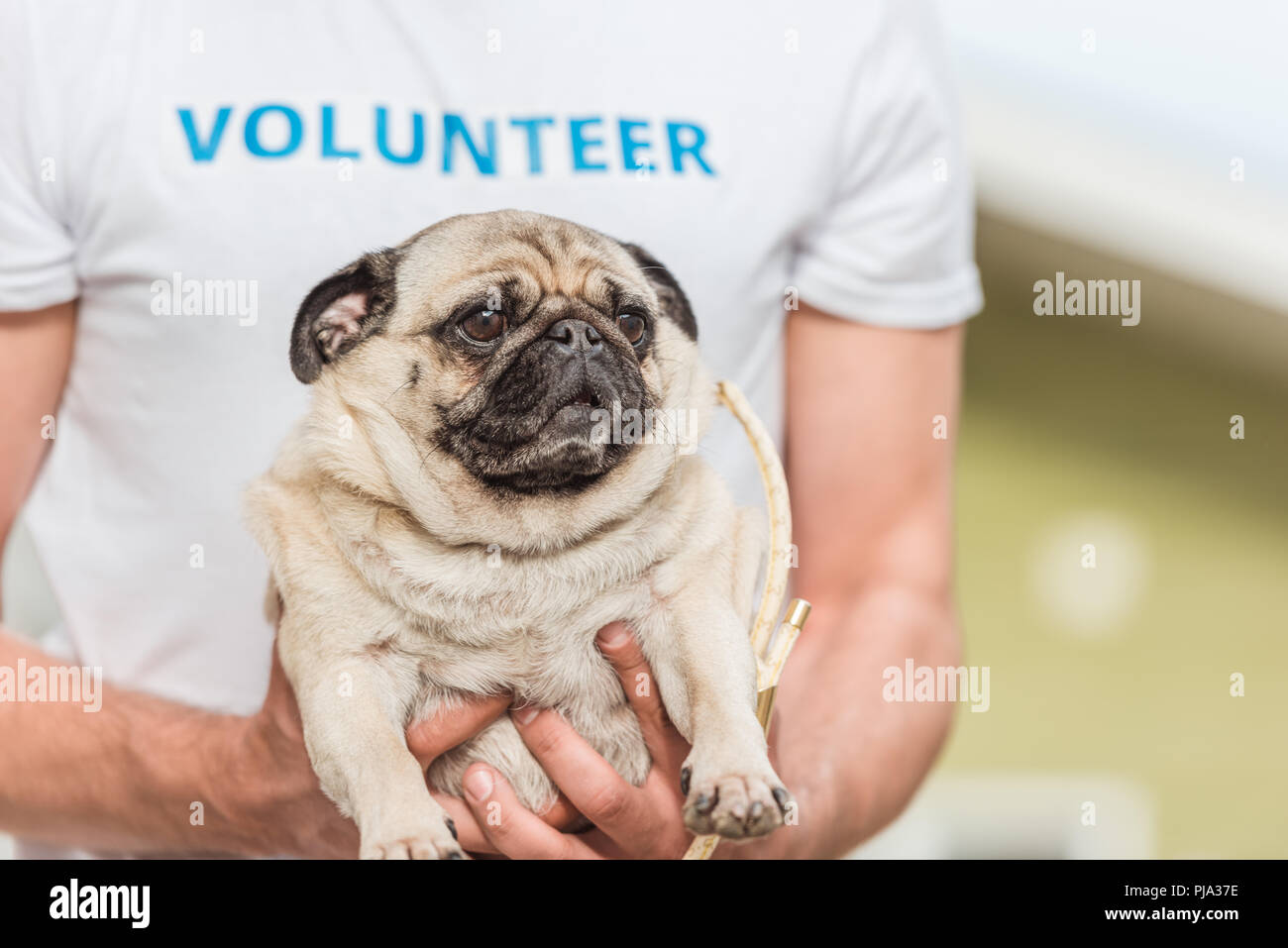 Dog shelter worker hi-res stock photography and images - Alamy
