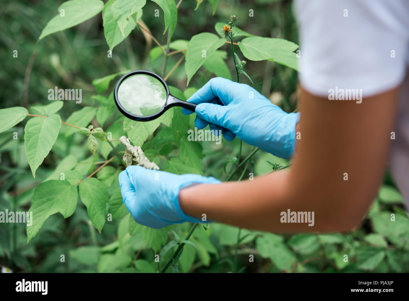 Scientist magnifying glass leaf hi-res stock photography and images - Alamy