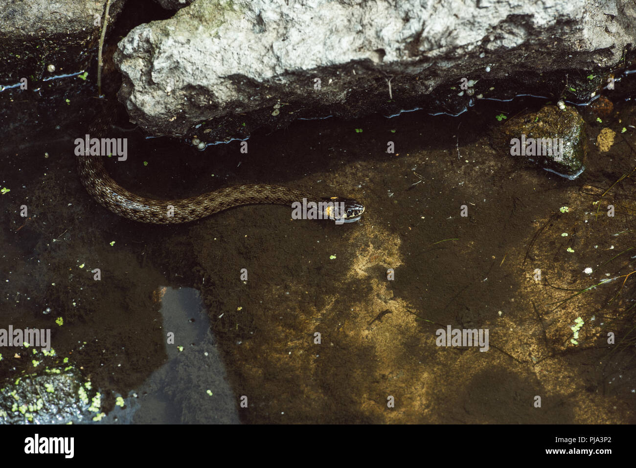 high angle view of snake swimming in river Stock Photo - Alamy