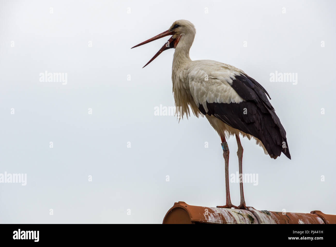 Loud wing clatter hi-res stock photography and images - Alamy