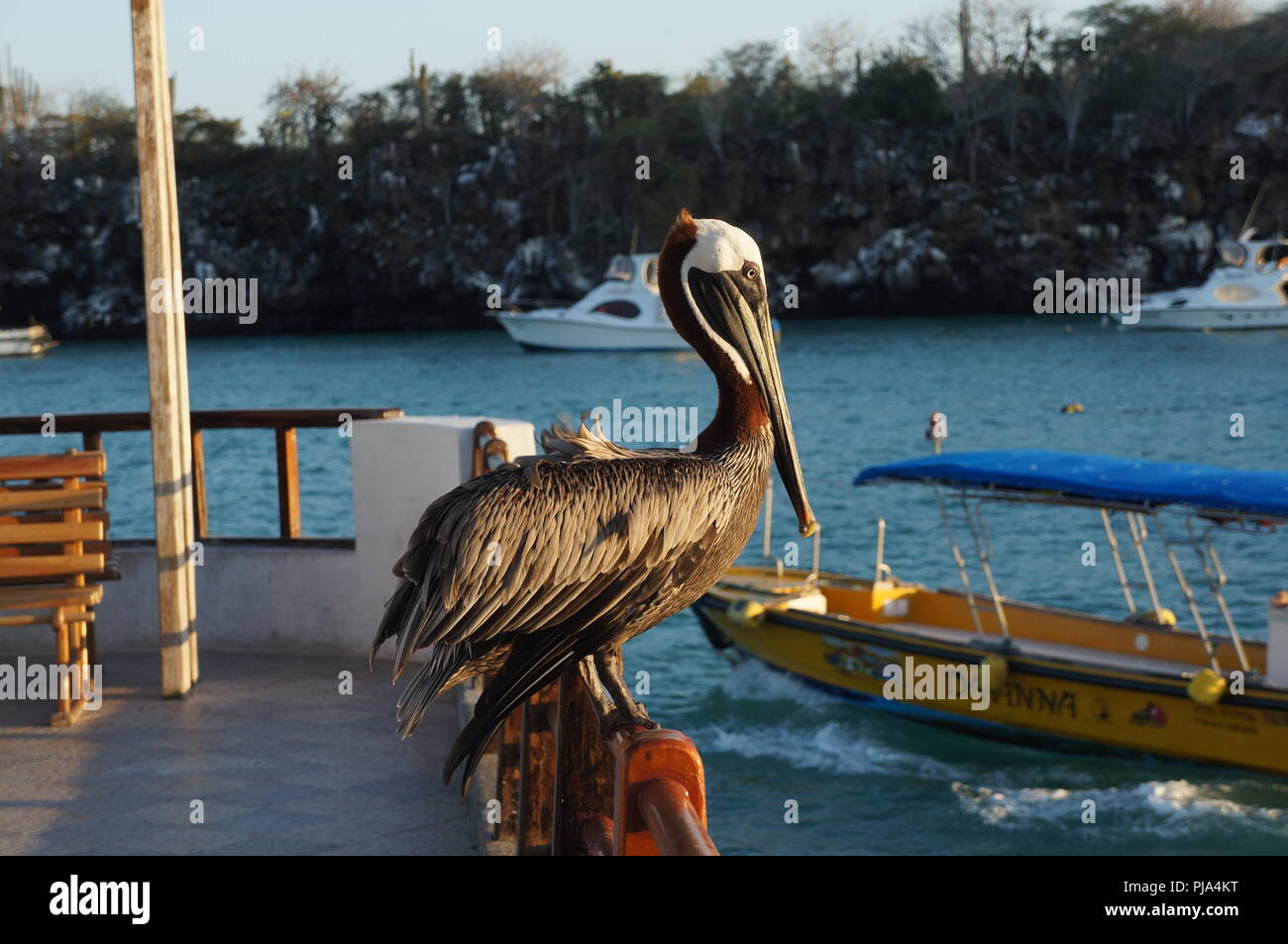 Pelican sitting hi-res stock photography and images - Alamy