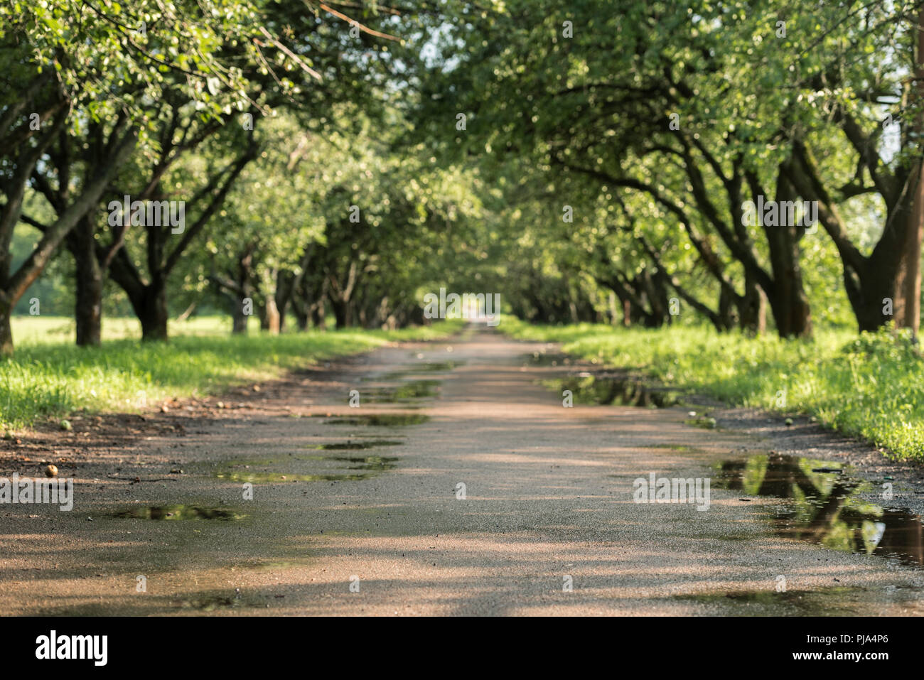 asphalt path in garden with green trees Stock Photo - Alamy