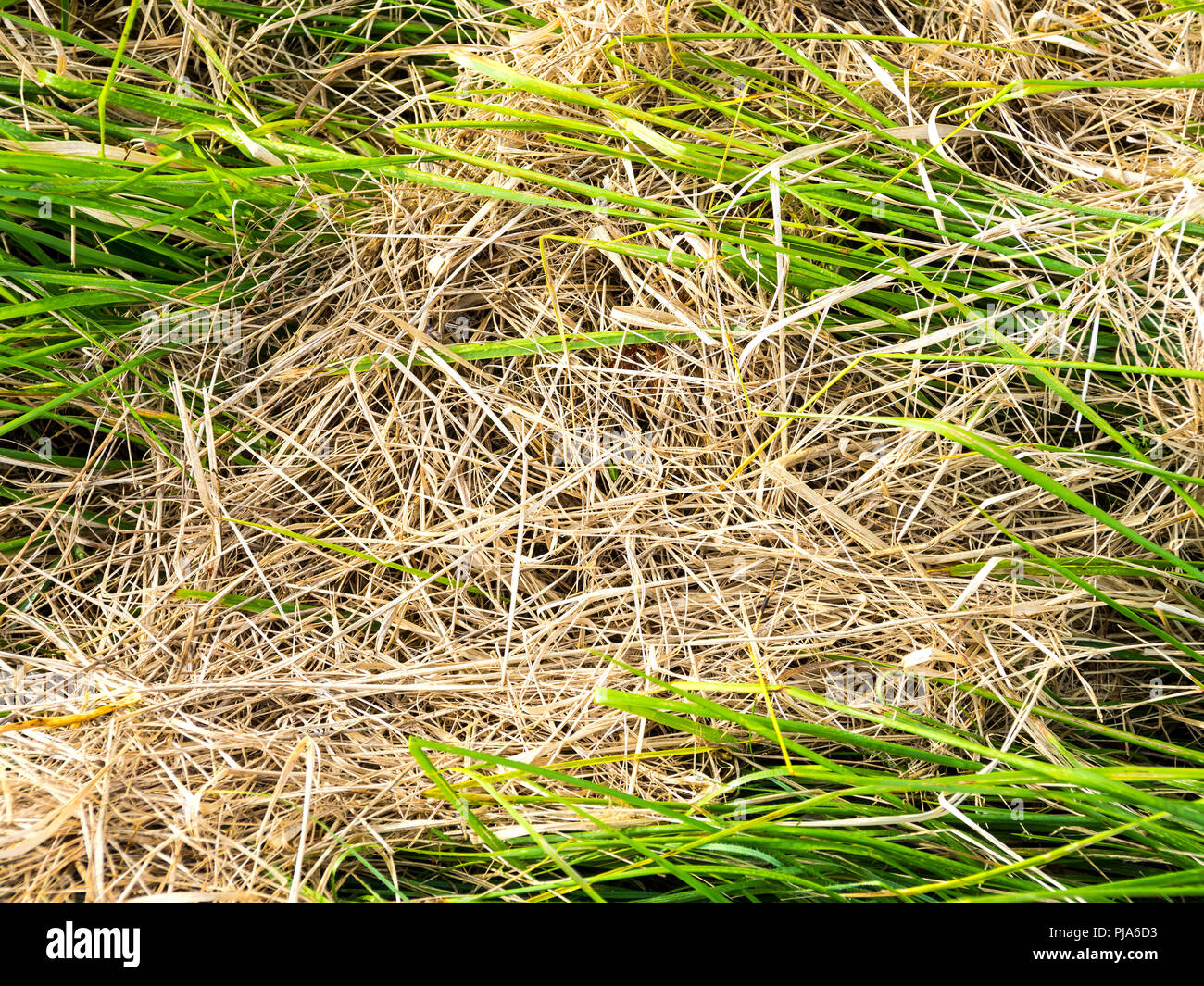 Green grass verge hi-res stock photography and images - Alamy