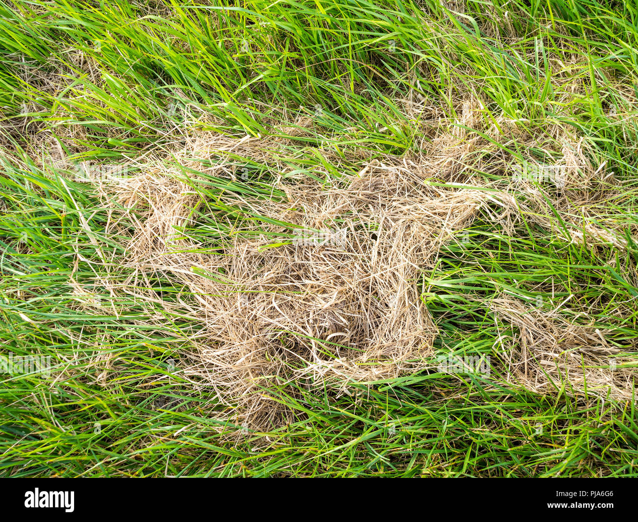 Green grass verge hi-res stock photography and images - Alamy