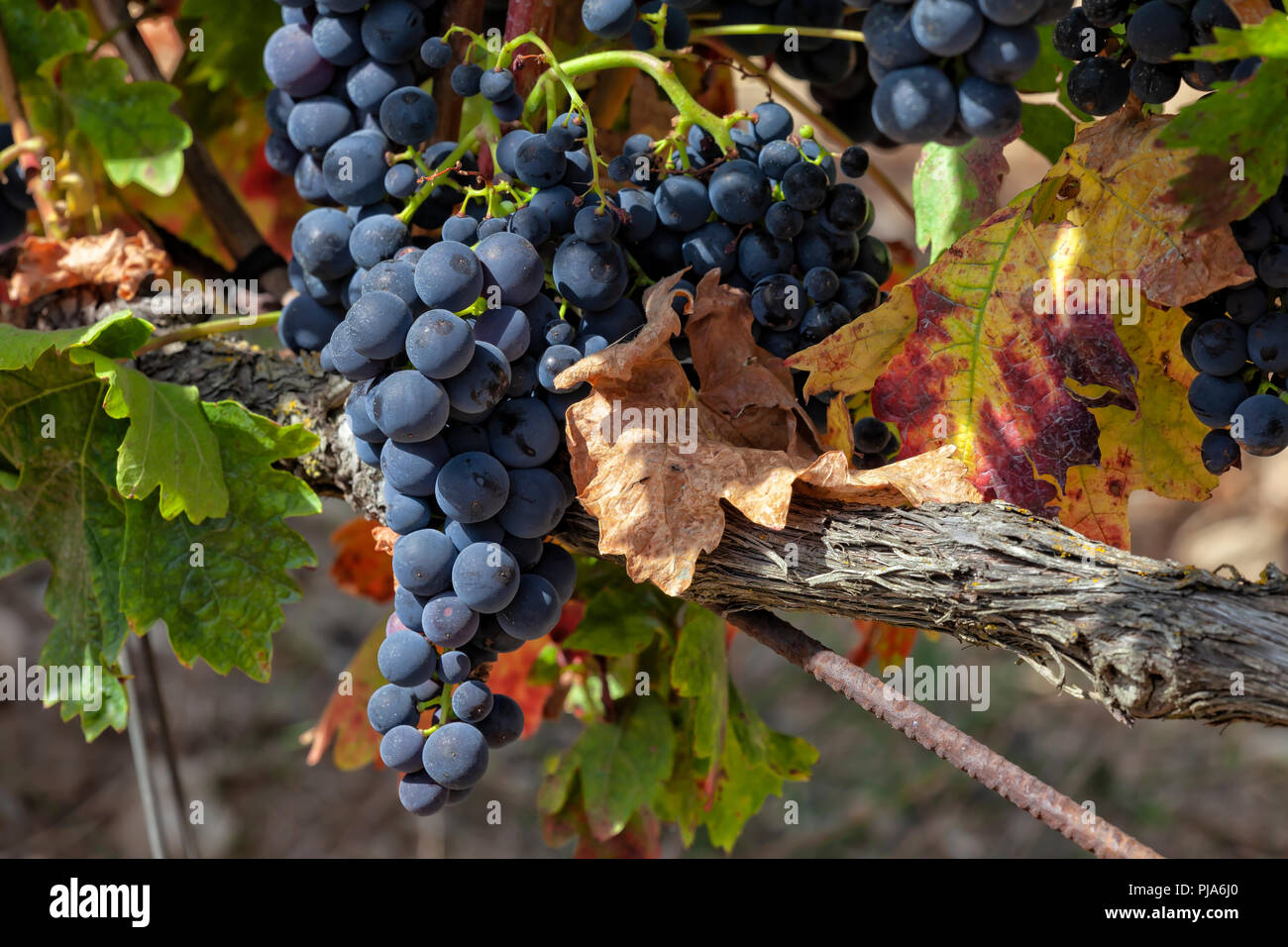 Grape crops dedicated to the elaboration of the famous Rioja wine Stock ...