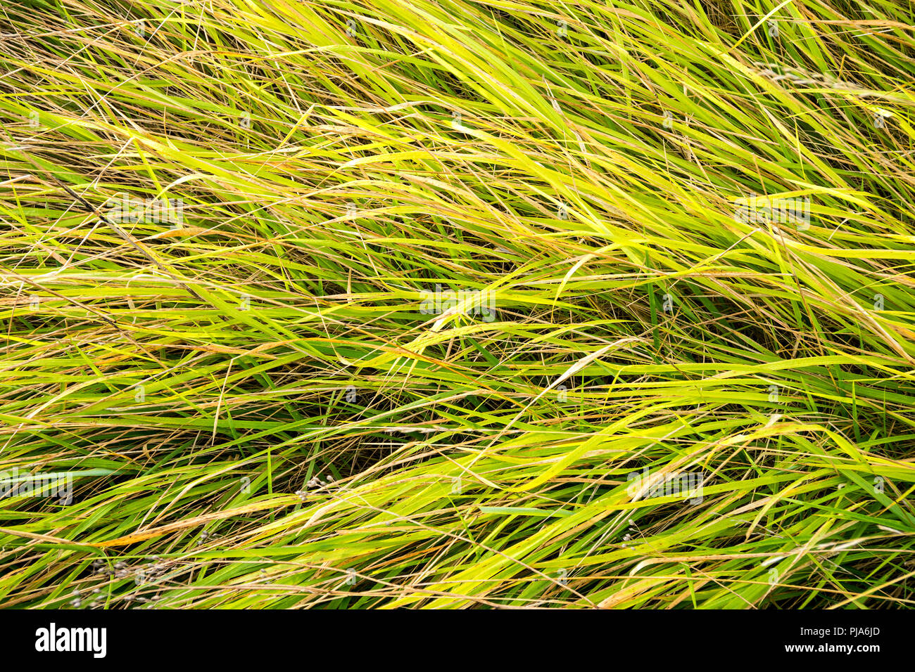 Green grass verge hi-res stock photography and images - Alamy