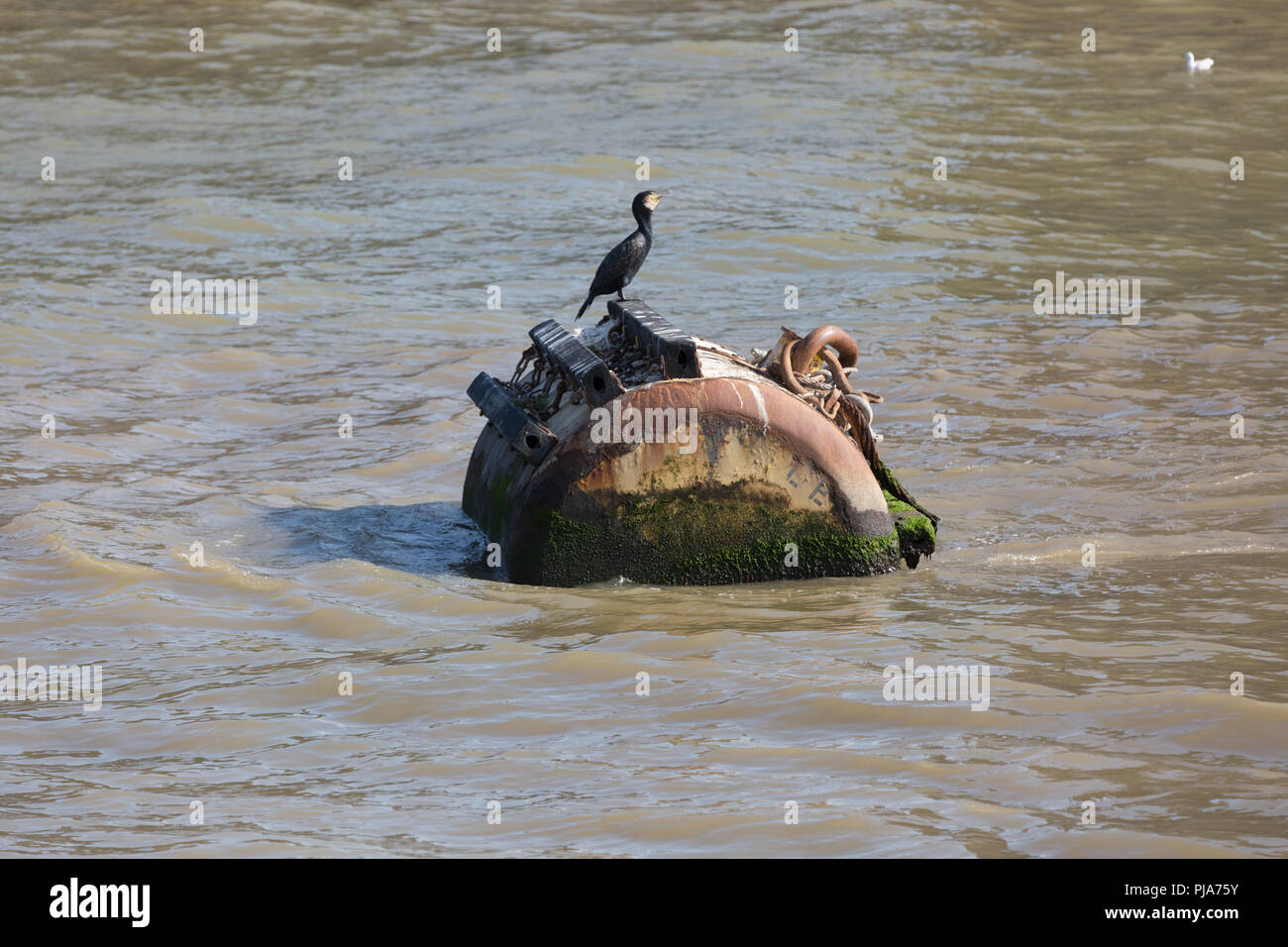 Wildlife on the River Thames Stock Photo - Alamy