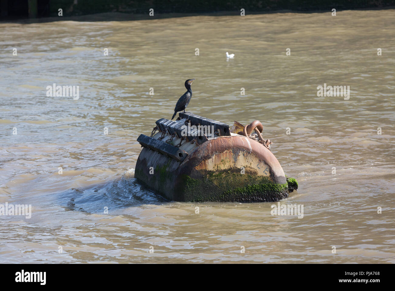 Cormorant river thames hi-res stock photography and images - Alamy