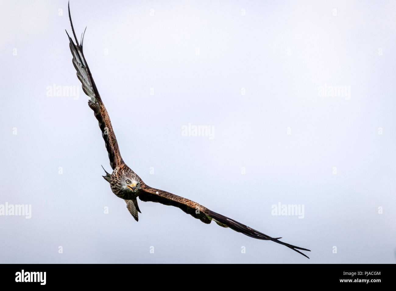 Hunting over water meadow hi-res stock photography and images - Alamy
