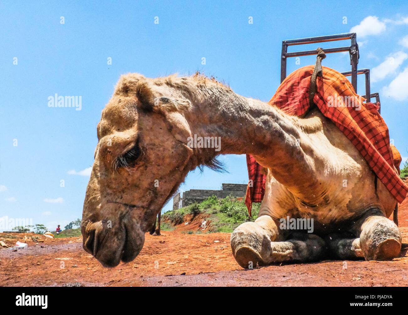 Nairobi, Kenya. 24th Mar, 2018. A camel seen chilling out during a warm ...