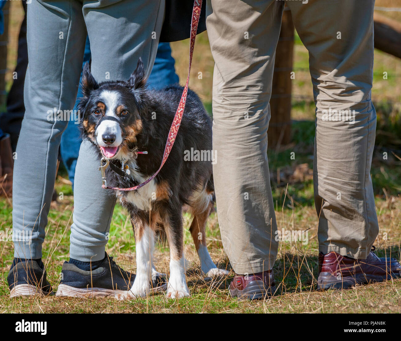 Longshaw Sheep Dog Trials, Peak District, Derbyshire, UK. The Longshaw ...
