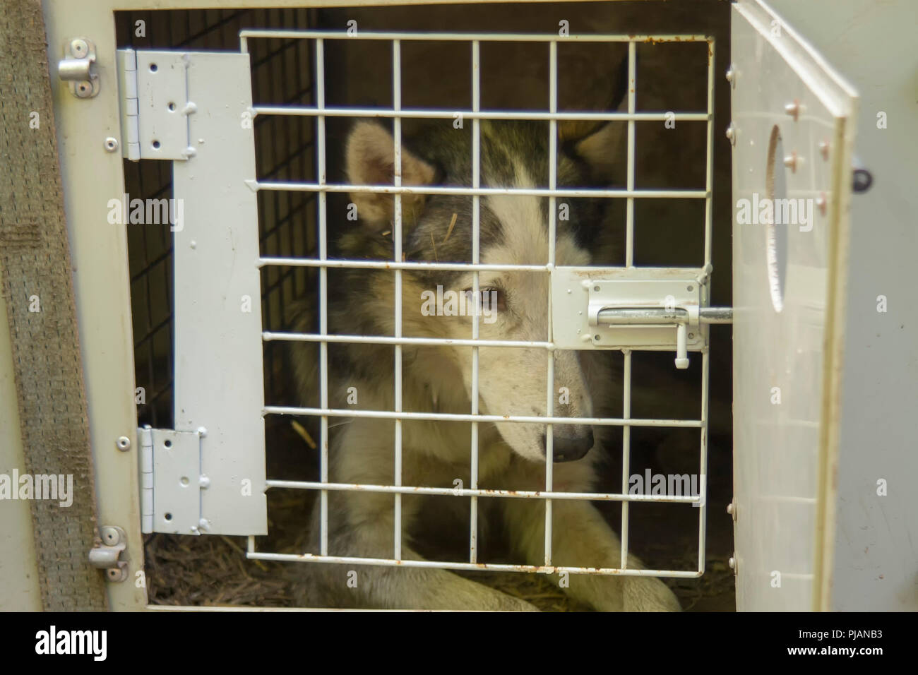 Temporary cage hi-res stock photography and images - Alamy