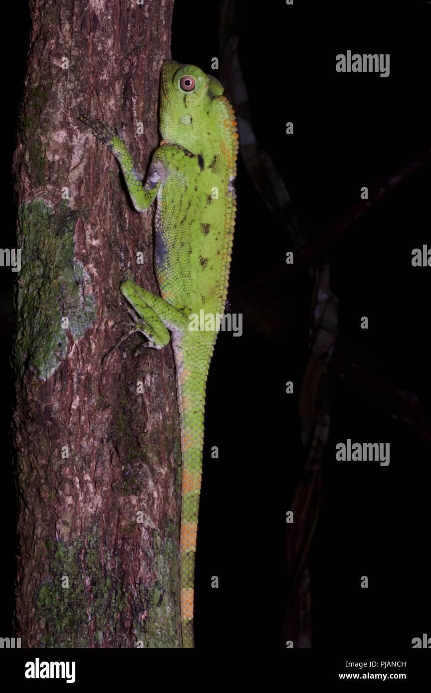 A Doria's Angle-headed Lizard (Gonocephalus doriae) clinging to a tree ...